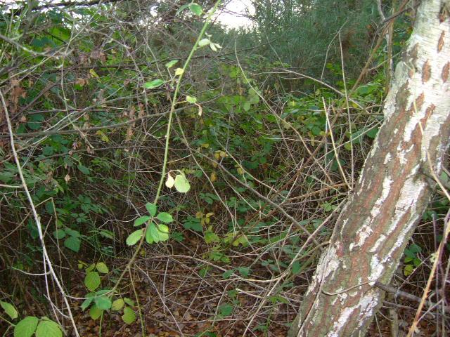 T:UK - Netley Common