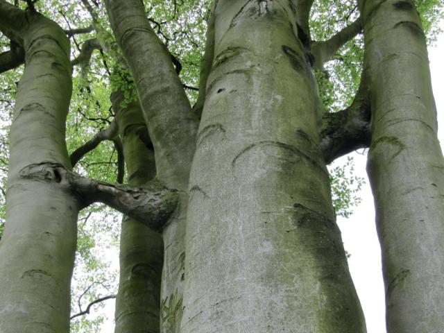 T:UK - Womersley Church Spire