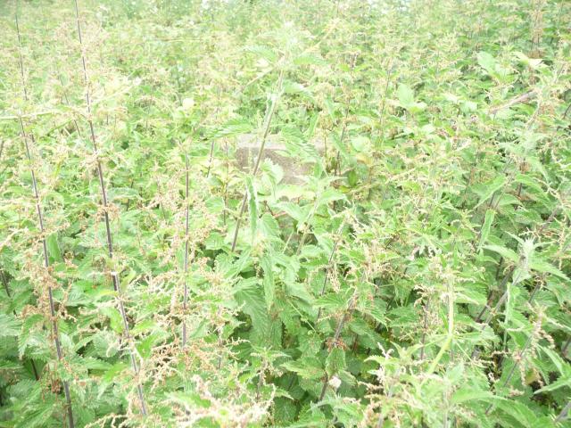 T:UK - Shirehampton Golf Course