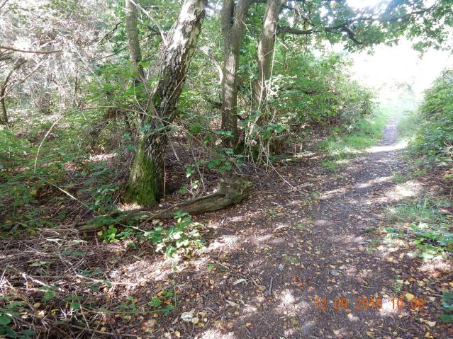 T:UK - Netley Common