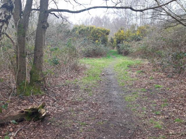 T:UK - Netley Common