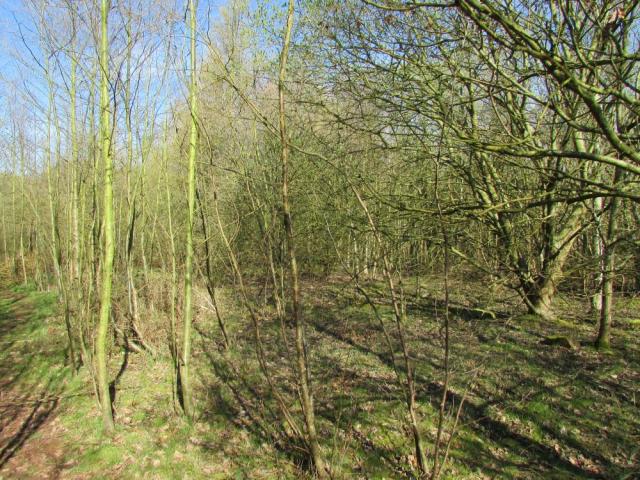 T:UK - Warsop Main (1985)