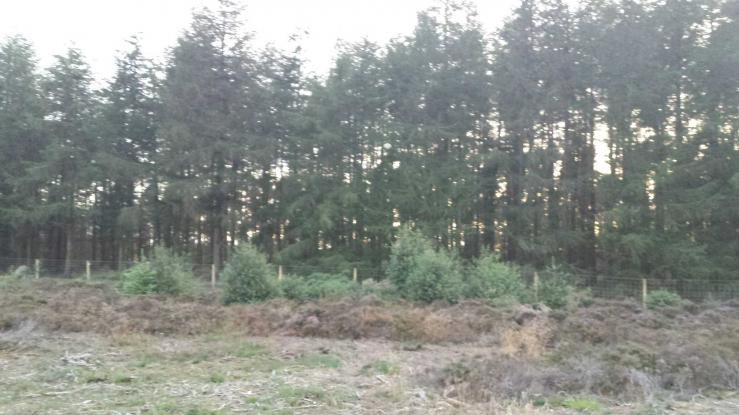 T:UK - Hutton Mulgrave Moor