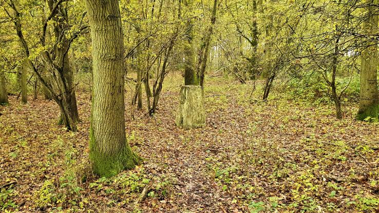 T:UK - G Spinney Field