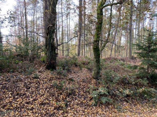 T:UK - Abinger Forest