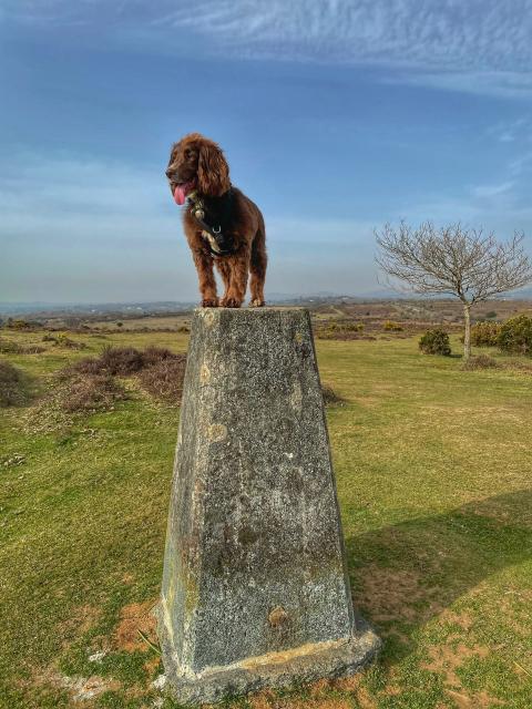 T:UK - Roborough Down
