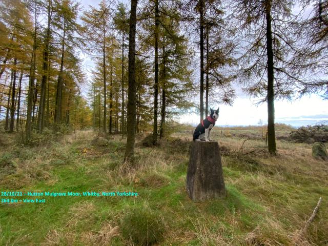 T:UK - Hutton Mulgrave Moor