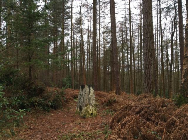 T:UK - Redlands Wood