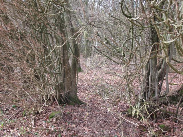 T:UK - G Spinney Field