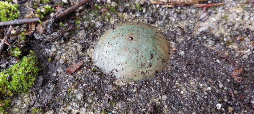 T:UK - Castle Canyke