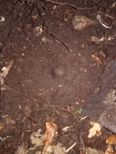 T:UK - Birchen Spring