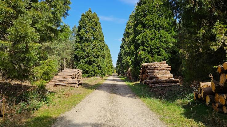 T:UK - Wangford Warren